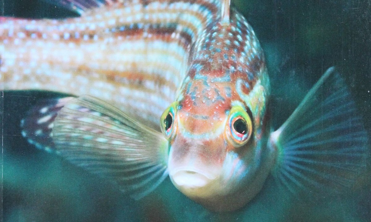 Marine Fishes of Wales – Frances Dipper